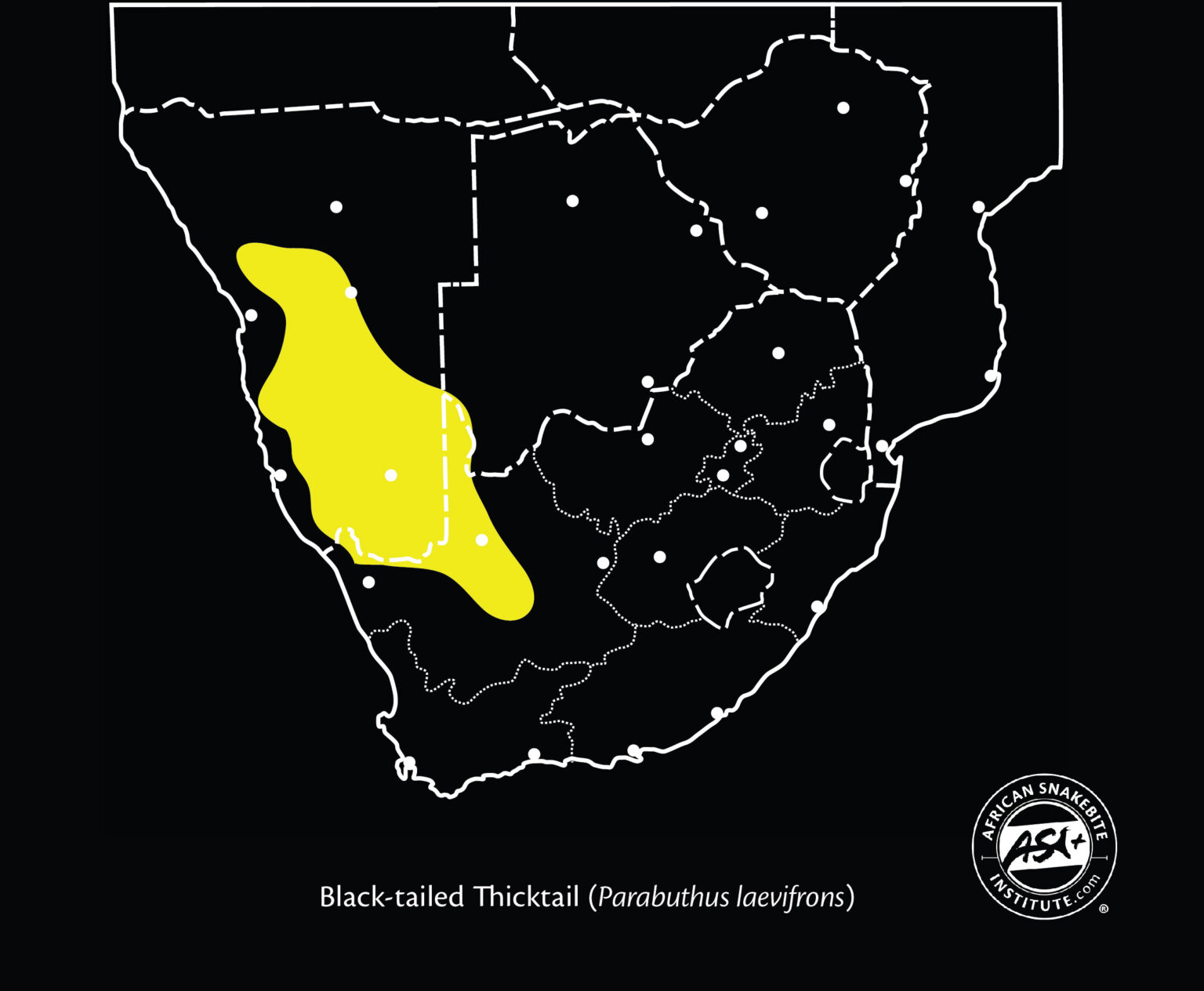 Black-tailed Thicktail Scorpion - African Snakebite Institute