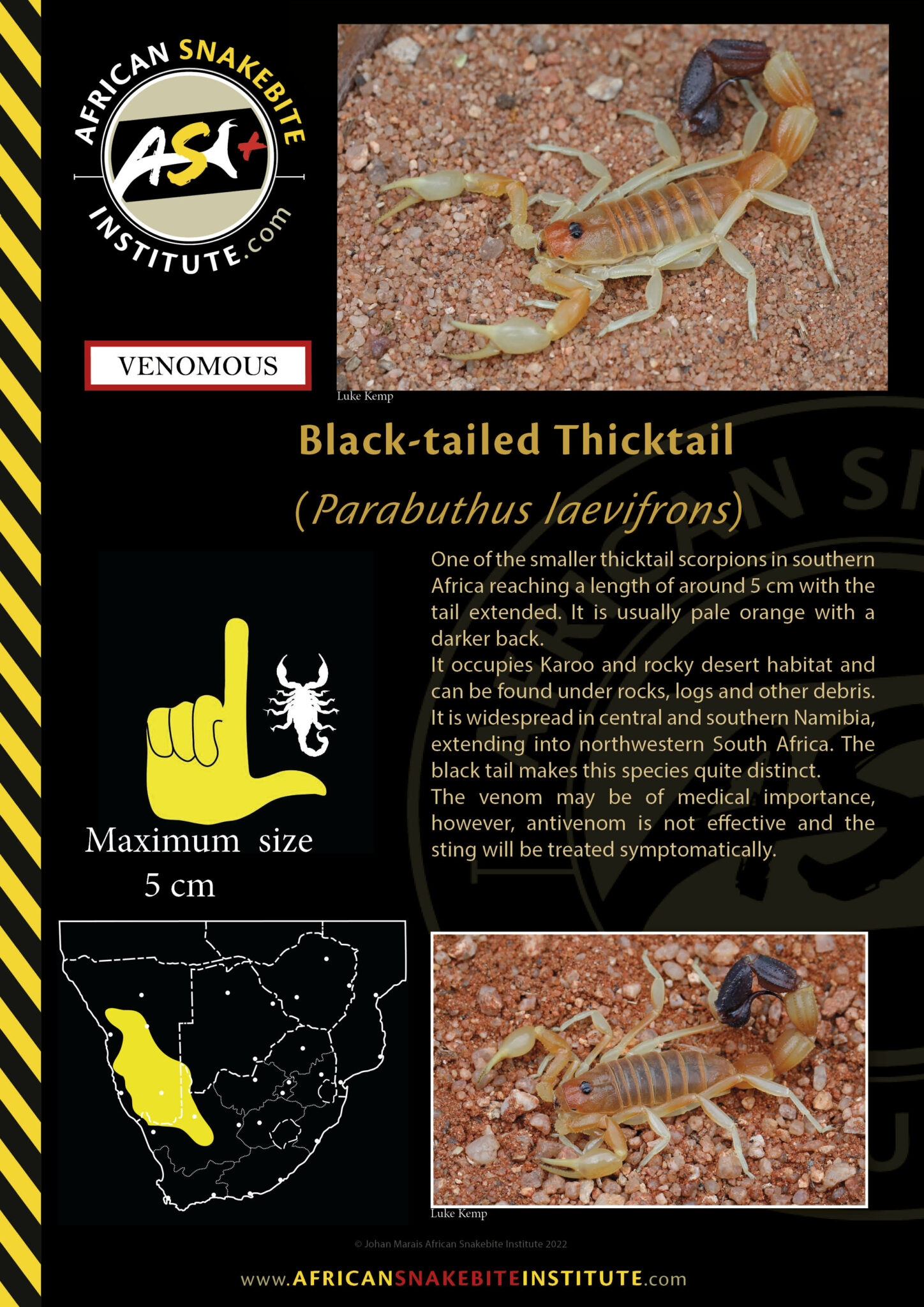 Scorpions of the Northern Cape - African Snakebite Institute