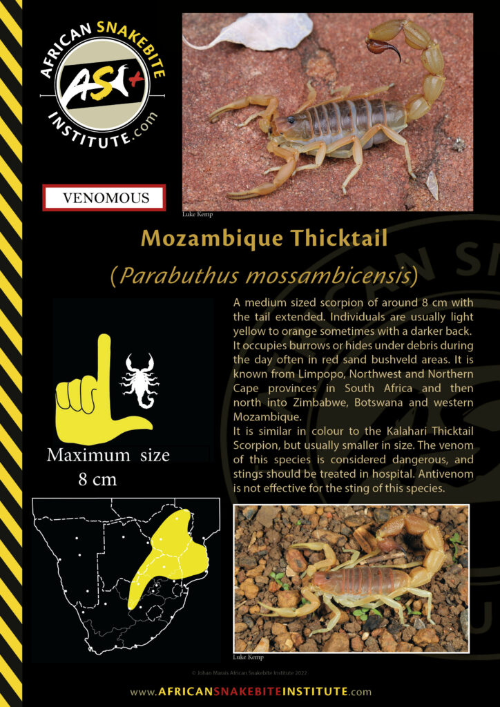 Scorpions of the Northern Cape - African Snakebite Institute