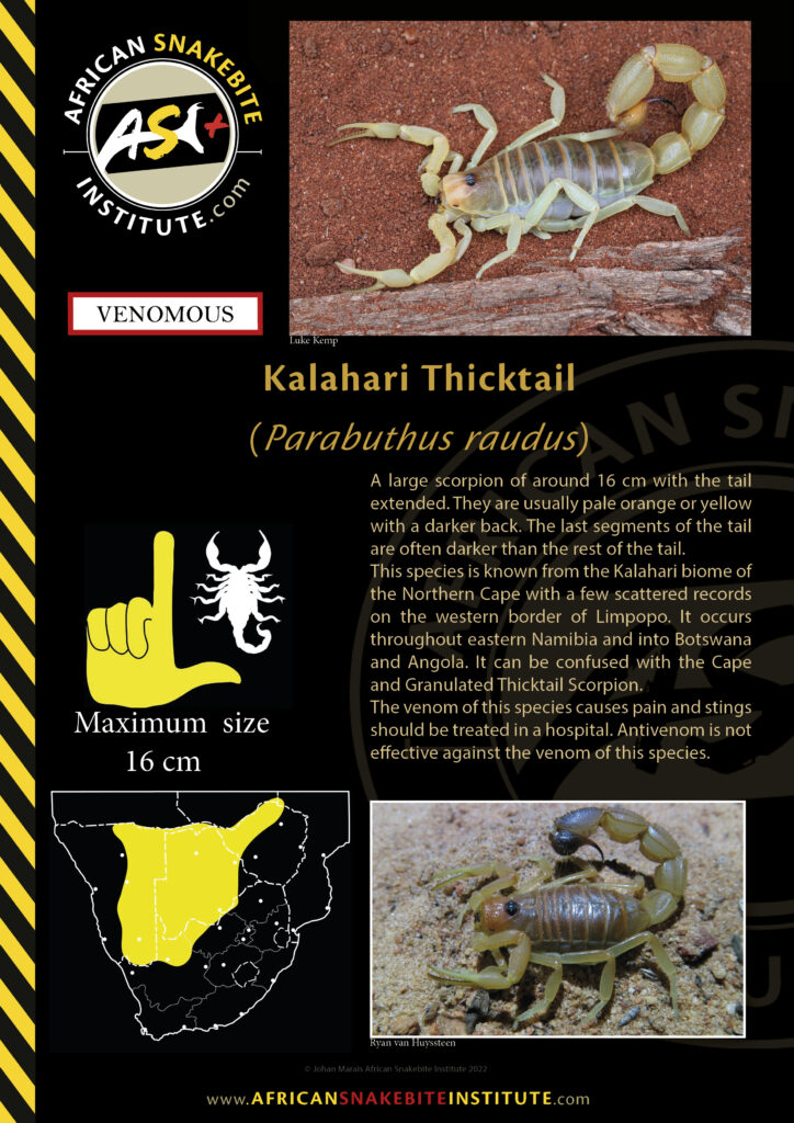 Scorpions of the Northern Cape - African Snakebite Institute
