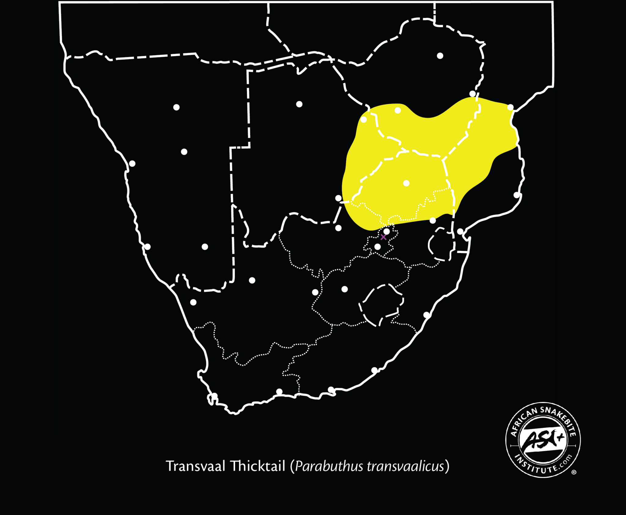 Transvaal Thicktail - African Snakebite Institute