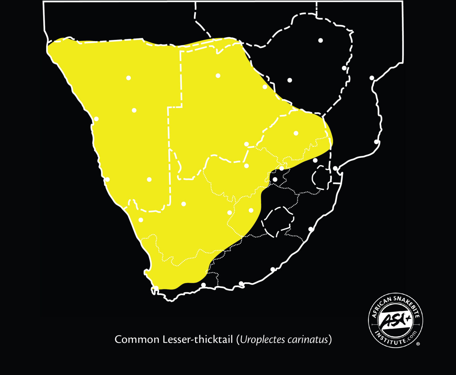 Common Lesser-Thicktail Scorpion - African Snakebite Institute