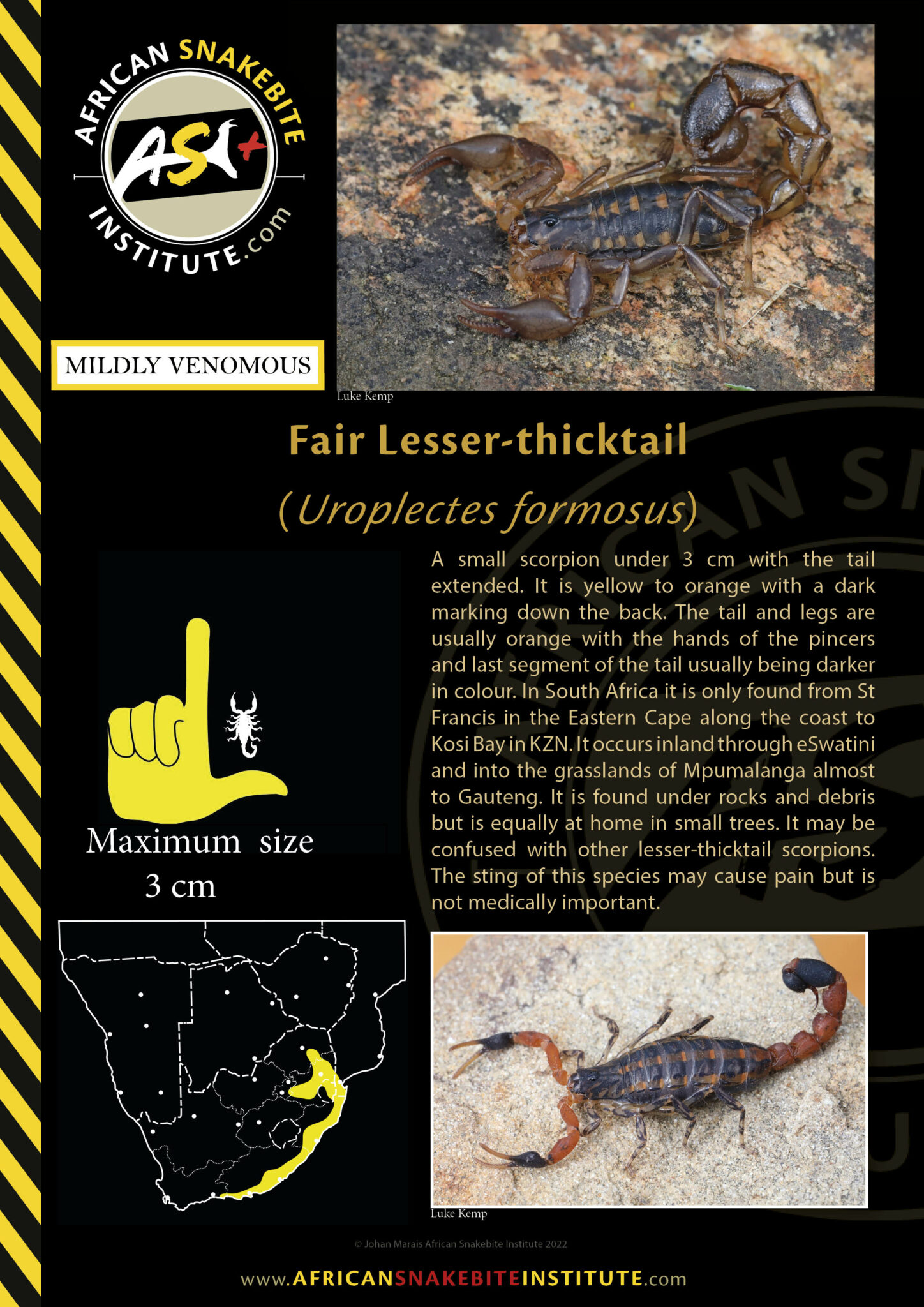 Scorpions of the Western Cape - African Snakebite Institute