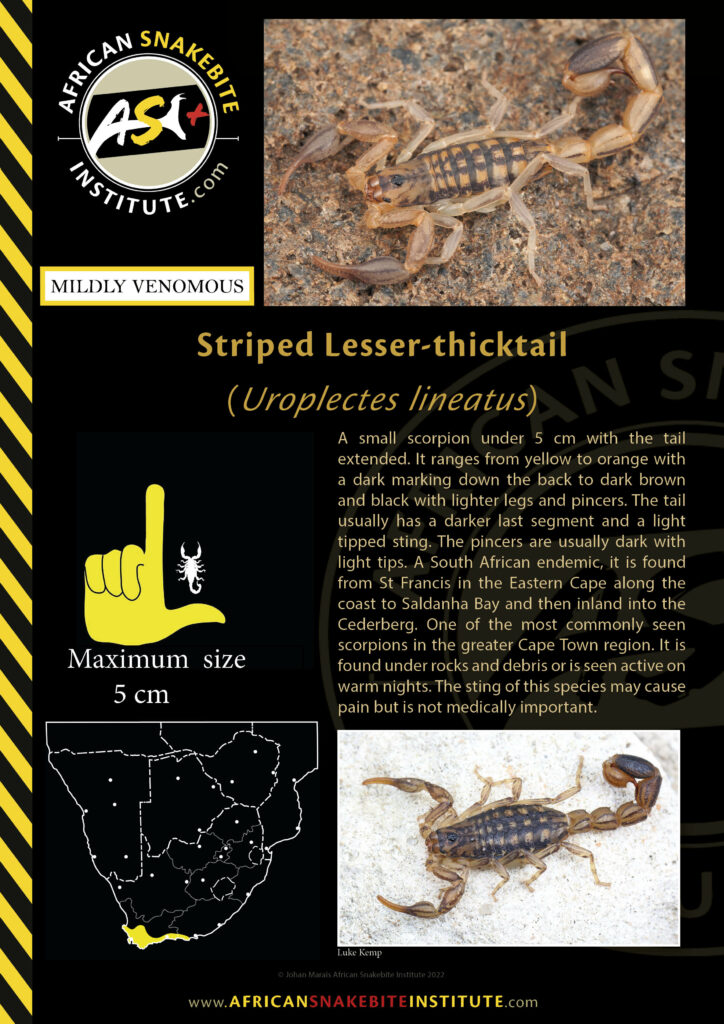 Scorpions of the Western Cape - African Snakebite Institute