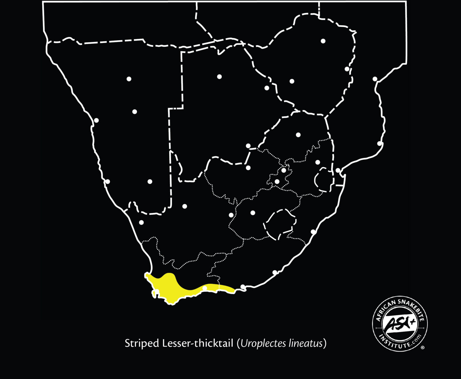 Striped Lesser-Thicktail Scorpion - African Snakebite Institute