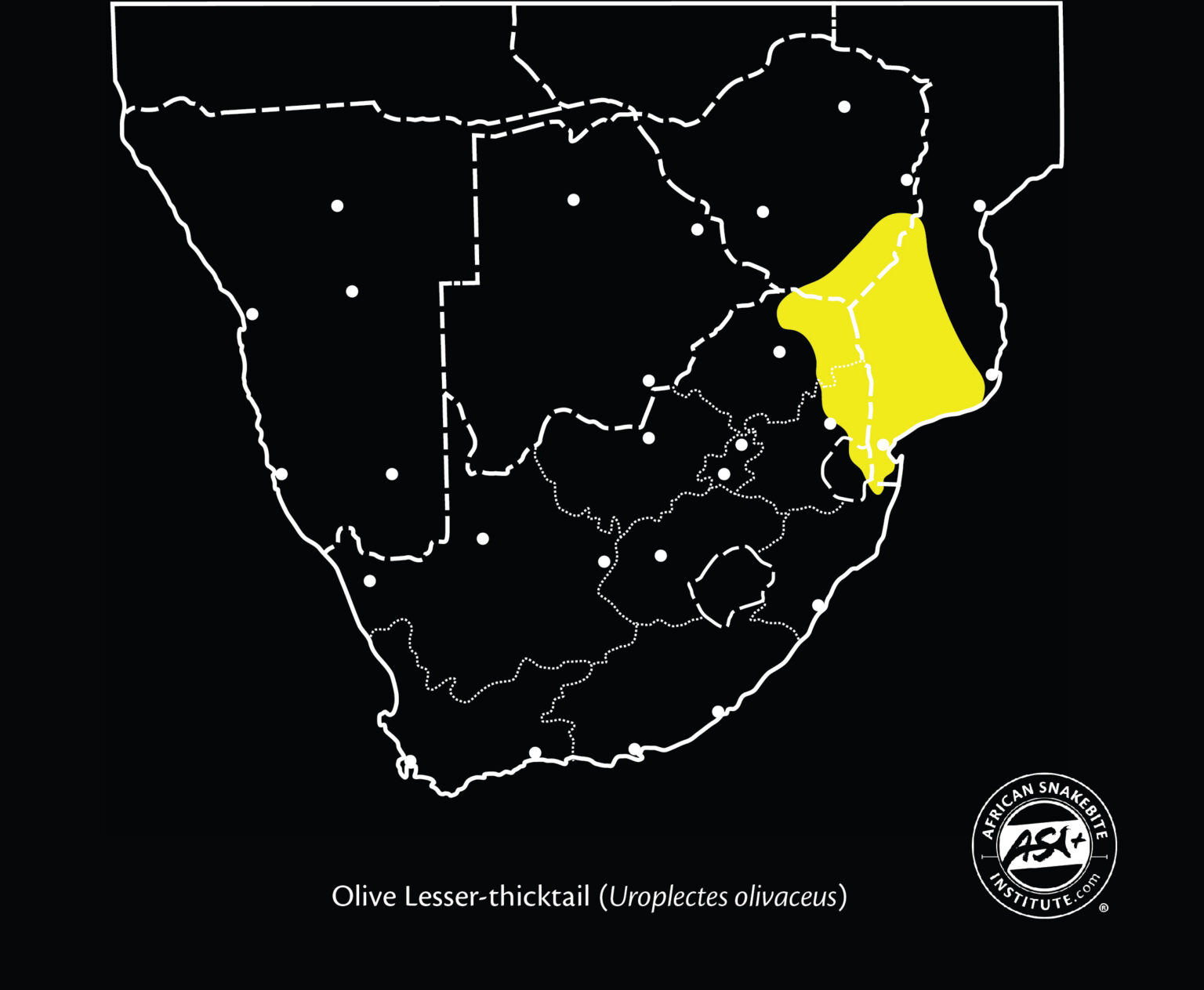 Olive Lesser-Thicktail Scorpion - African Snakebite Institute