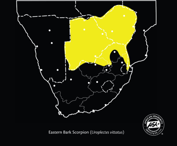 Eastern Bark Scorpion - African Snakebite Institute