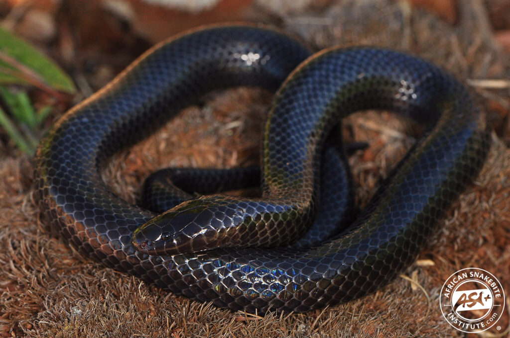 Natal Purple-glossed Snake - African Snakebite Institute