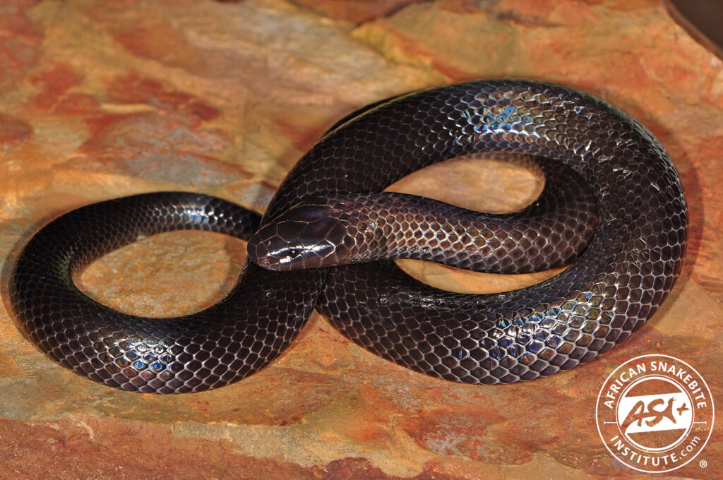 Natal Purple-glossed Snake - African Snakebite Institute