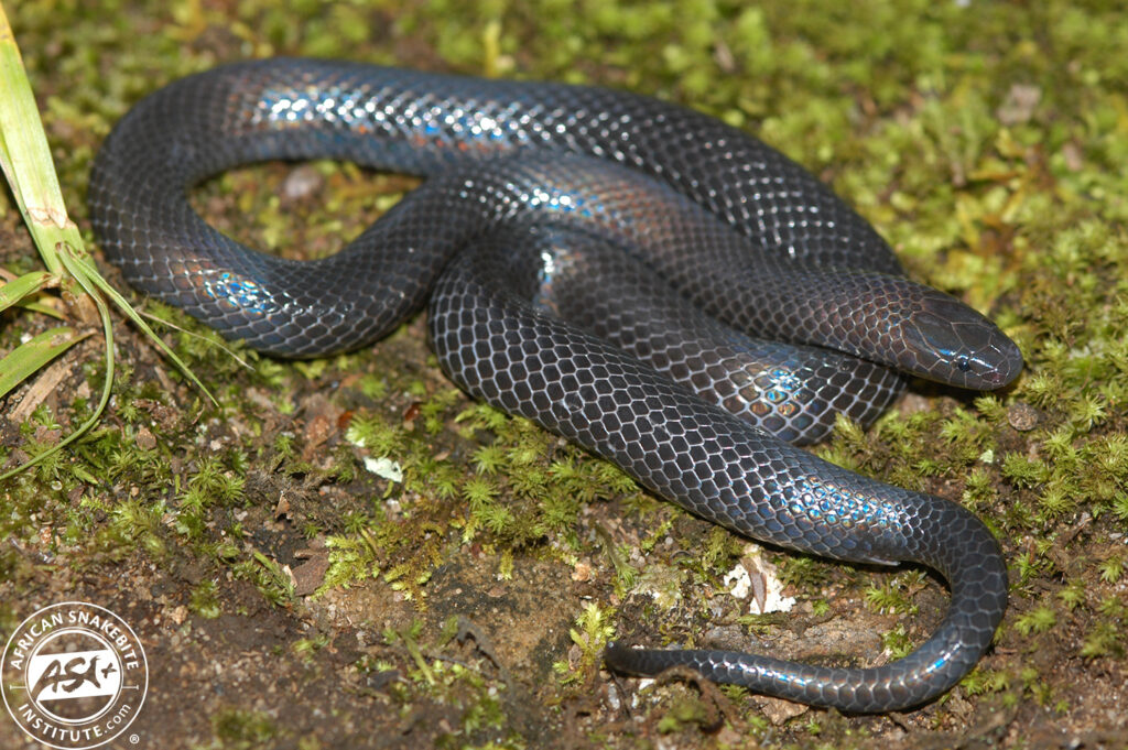 Natal Purple-glossed Snake - African Snakebite Institute