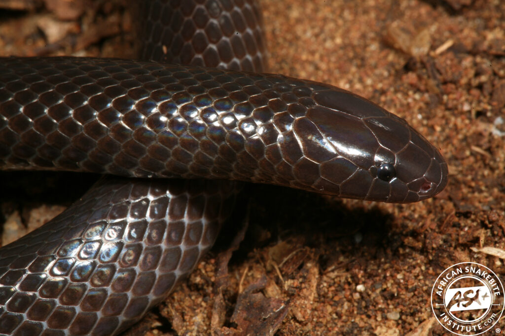Natal Purple-glossed Snake - African Snakebite Institute