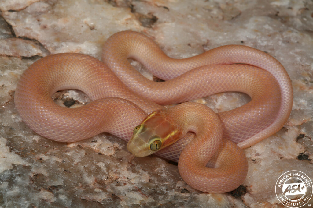 Bug-eyed House Snake - African Snakebite Institute