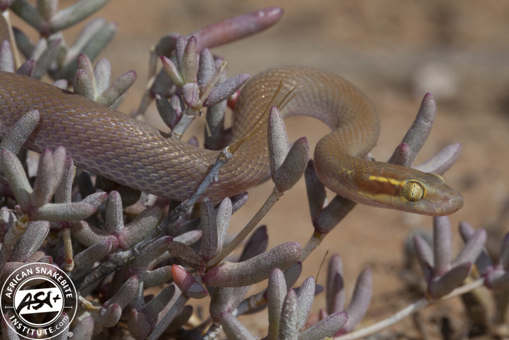 Bug-eyed House Snake - African Snakebite Institute