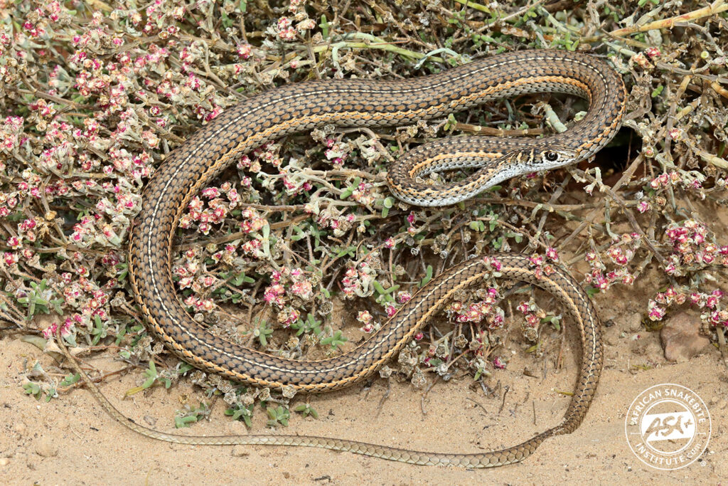 Cape Sand Snake - African Snakebite Institute