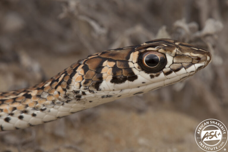 Cape Sand Snake - African Snakebite Institute