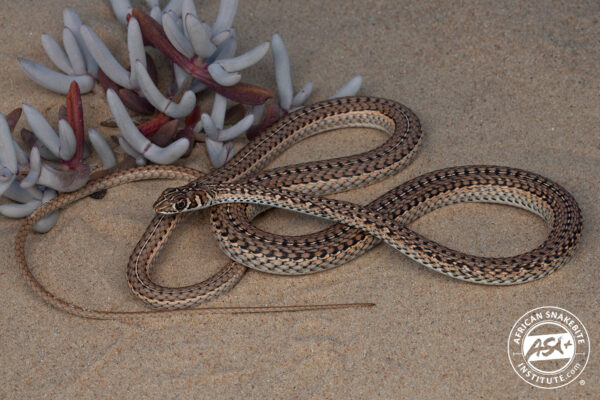 Cape Sand Snake - African Snakebite Institute