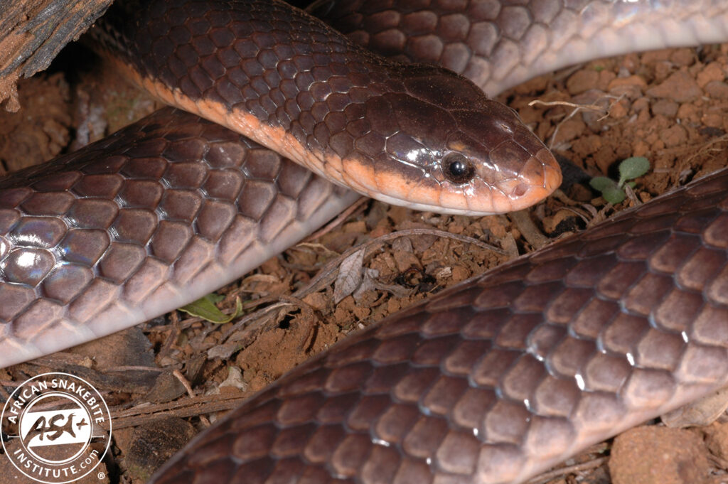 Long-tailed Garter Snake - African Snakebite Institute
