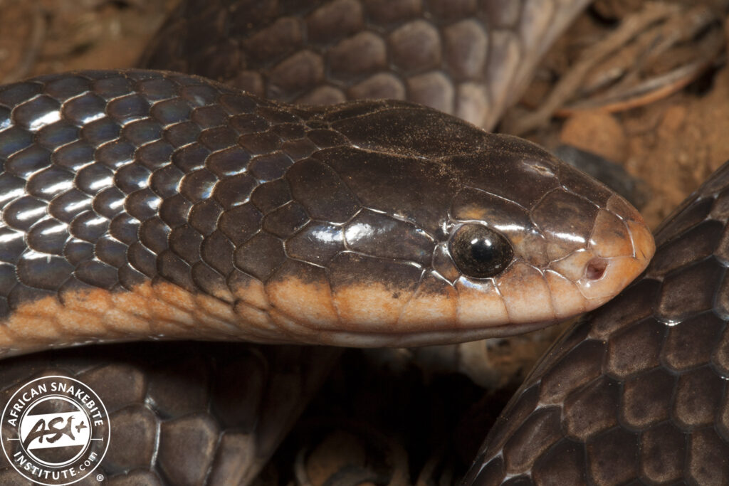 Long-tailed Garter Snake - African Snakebite Institute