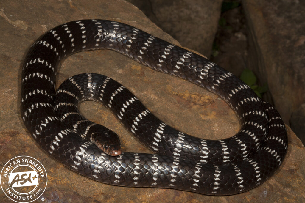 Sundevall's Garter Snake - African Snakebite Institute