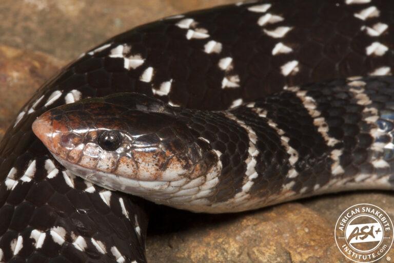 Sundevall's Garter Snake - African Snakebite Institute