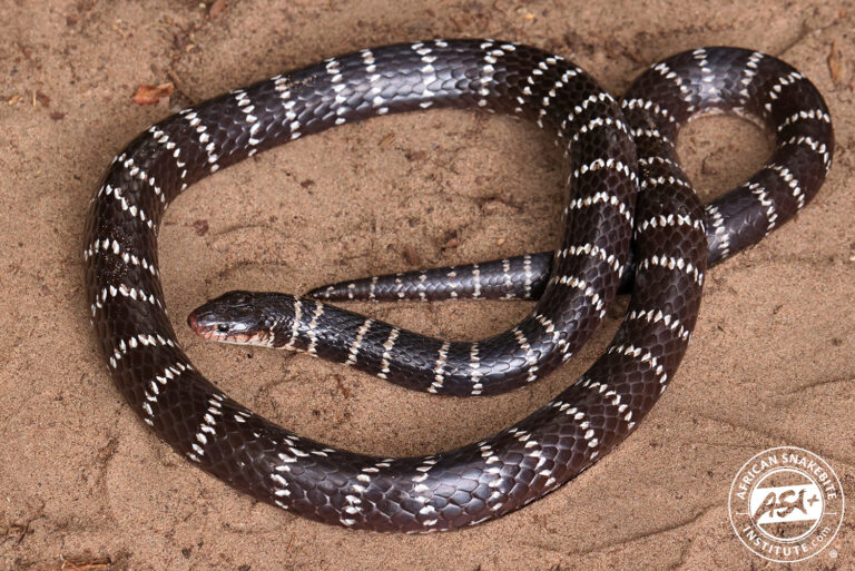 Sundevall's Garter Snake - African Snakebite Institute