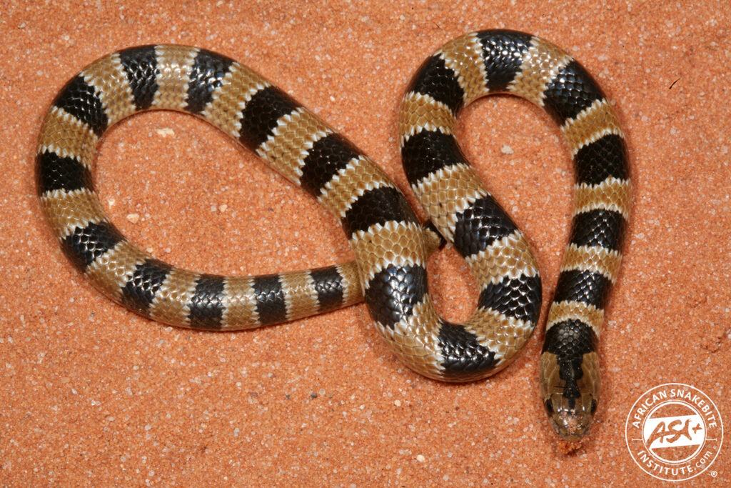 Sundevall's Garter Snake - African Snakebite Institute