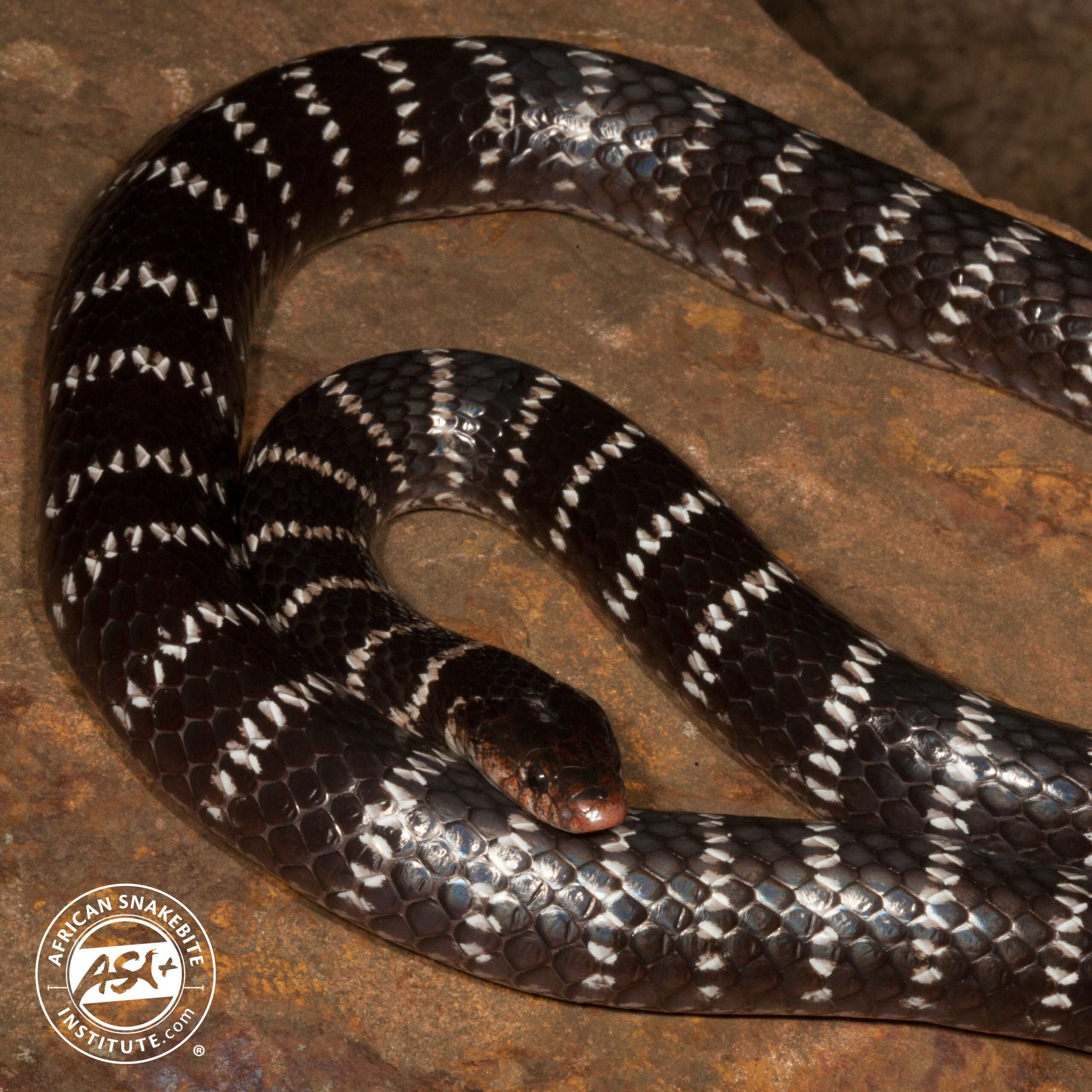 Sundevall's Garter Snake - African Snakebite Institute