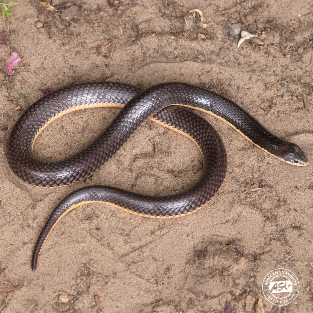 Long-tailed Garter Snake - African Snakebite Institute
