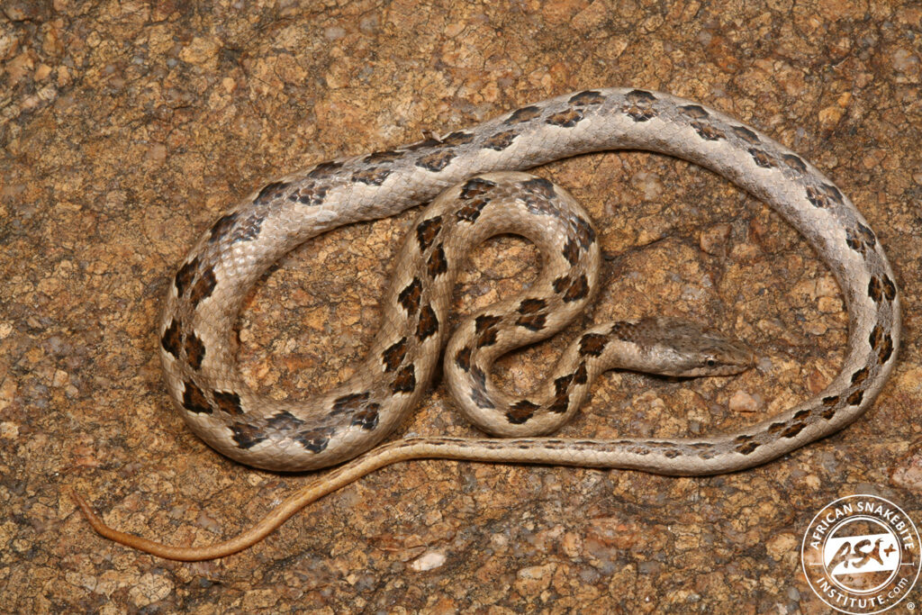 Viperine Rock Snake - African Snakebite Institute