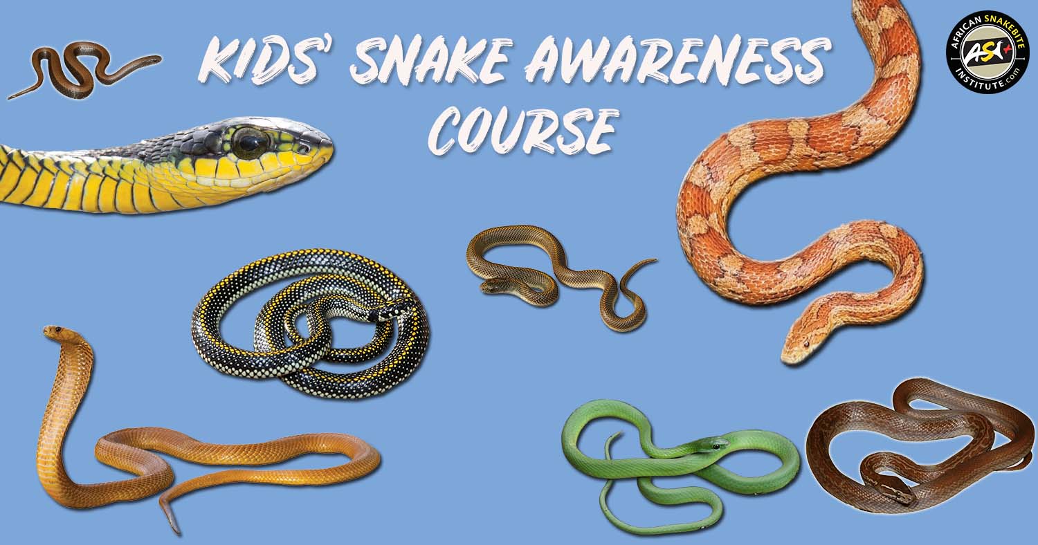 Kids' Snake Awareness Course (Western Cape) - 2023-03-26
