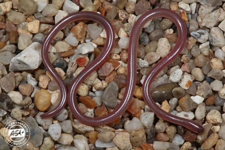 Long-tailed Thread Snake - African Snakebite Institute