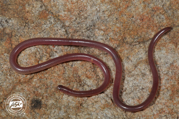 Long-tailed Thread Snake - African Snakebite Institute