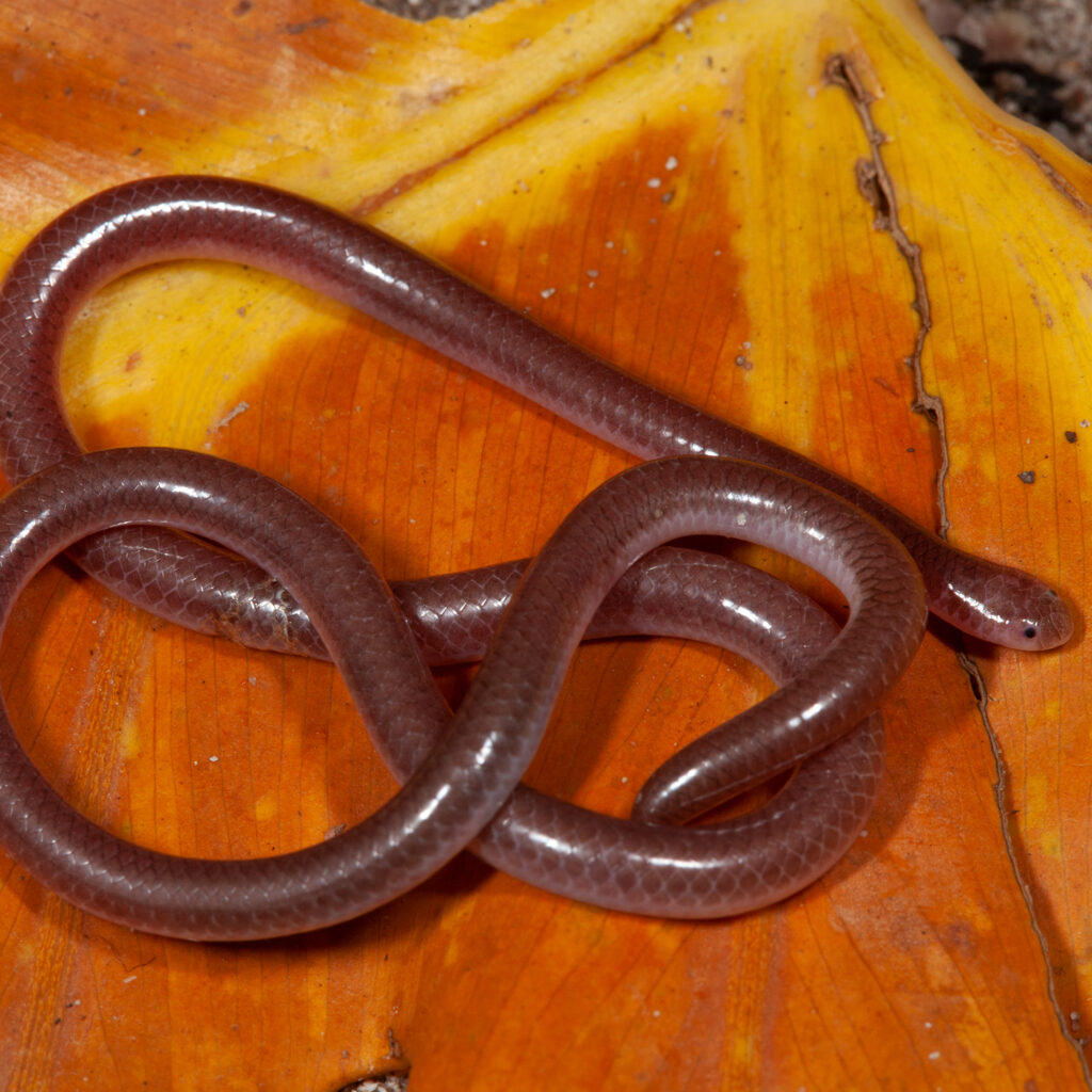Long-tailed Thread Snake - African Snakebite Institute