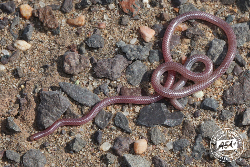 Western Thread Snake - African Snakebite Institute