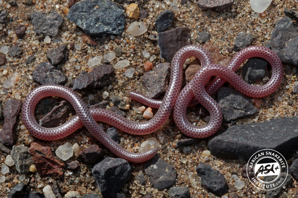 Western Thread Snake - African Snakebite Institute