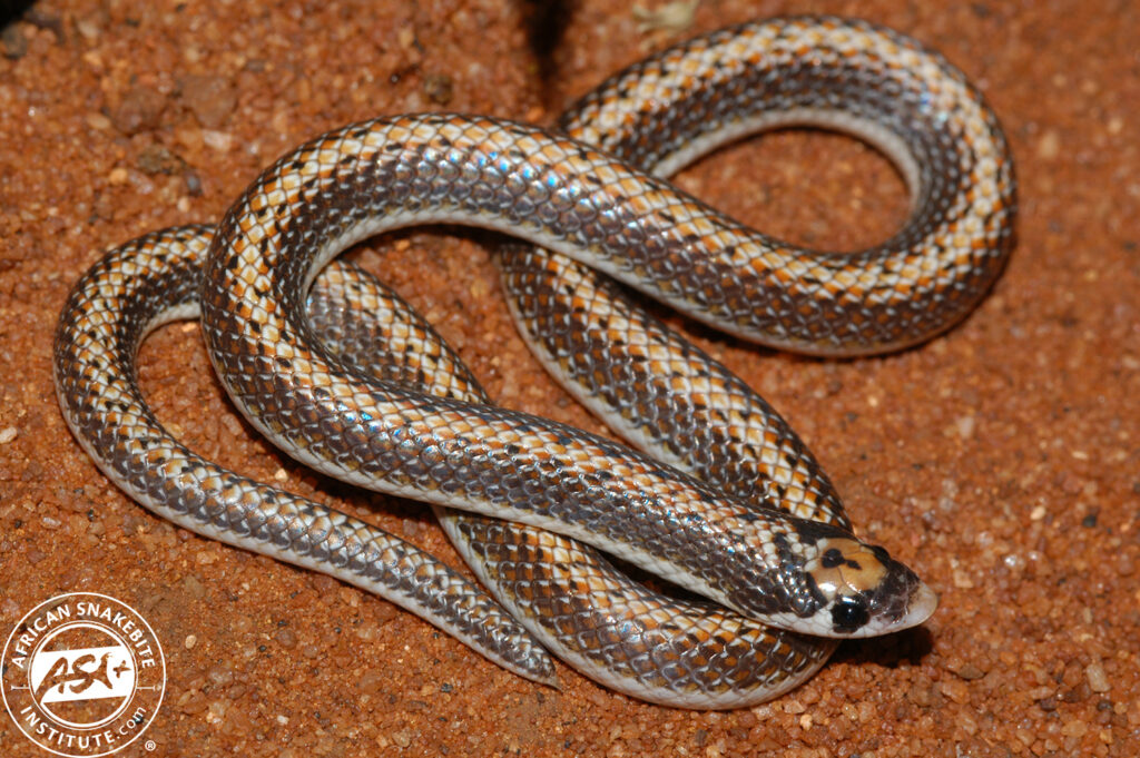 Two-striped Shovel-snout - African Snakebite Institute