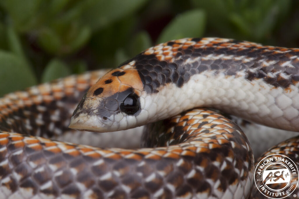 Two-striped Shovel-snout - African Snakebite Institute