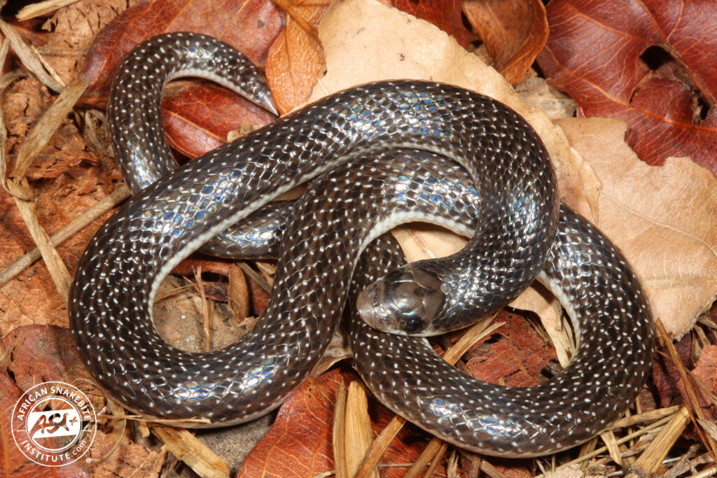 Lined Shovel-snout - African Snakebite Institute