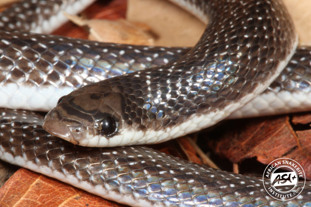 Lined Shovel-snout - African Snakebite Institute
