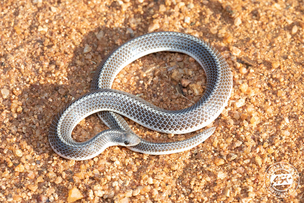 Lined Shovel-snout - African Snakebite Institute