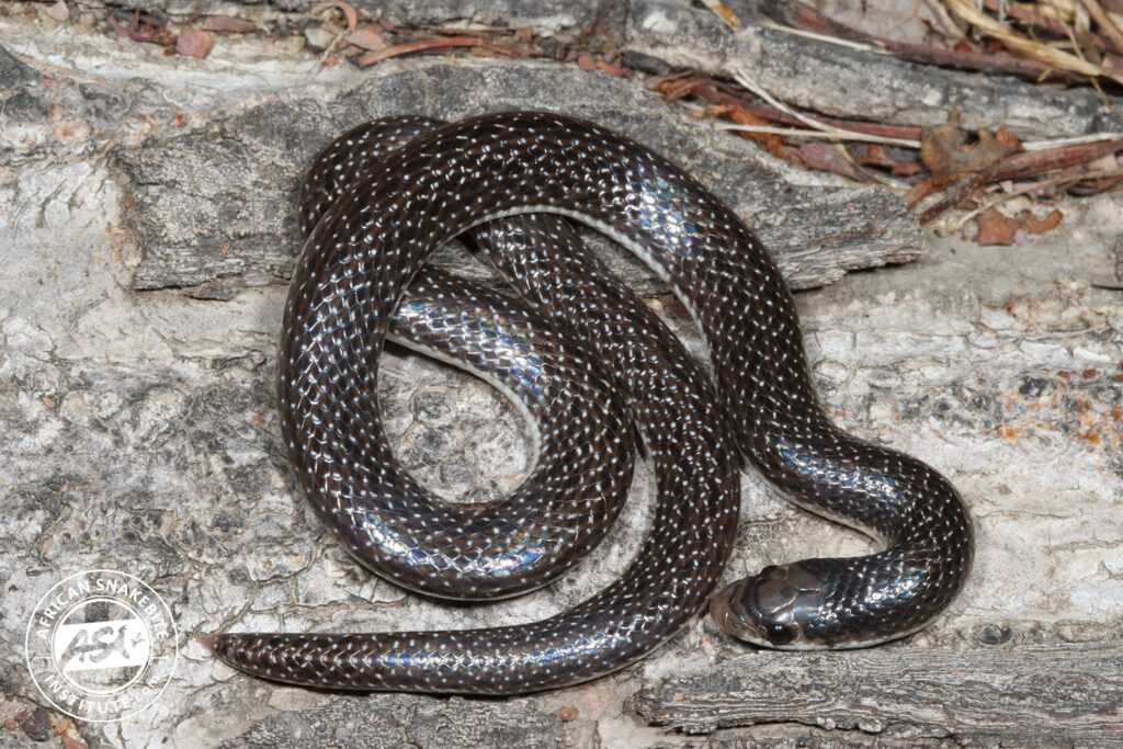 Lined Shovel-snout - African Snakebite Institute