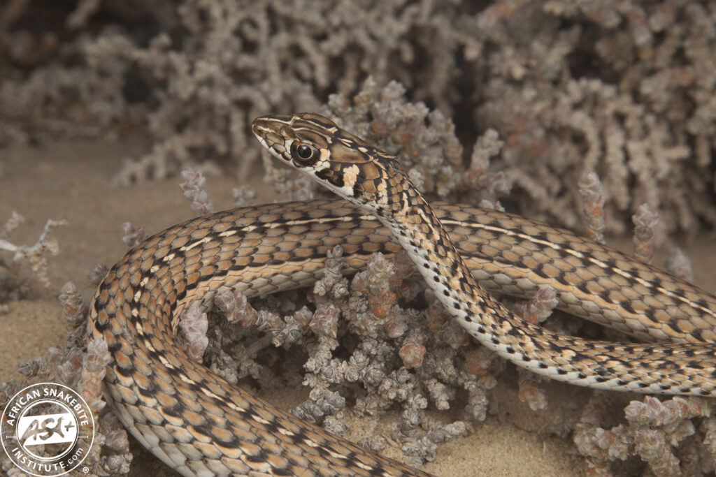 Cape Sand Snake - African Snakebite Institute