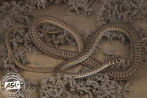 Cape Sand Snake - African Snakebite Institute