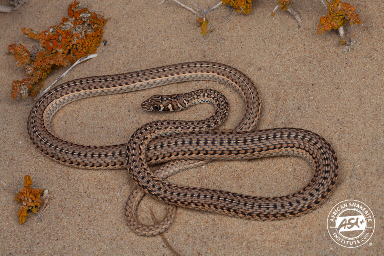 Cape Sand Snake - African Snakebite Institute