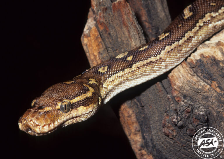 Anchieta's Dwarf Python - African Snakebite Institute