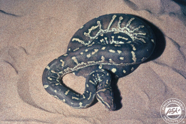 Anchieta's Dwarf Python - African Snakebite Institute