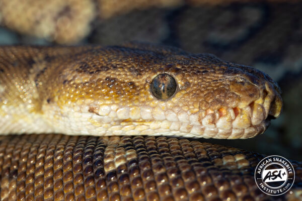 Anchieta's Dwarf Python - African Snakebite Institute