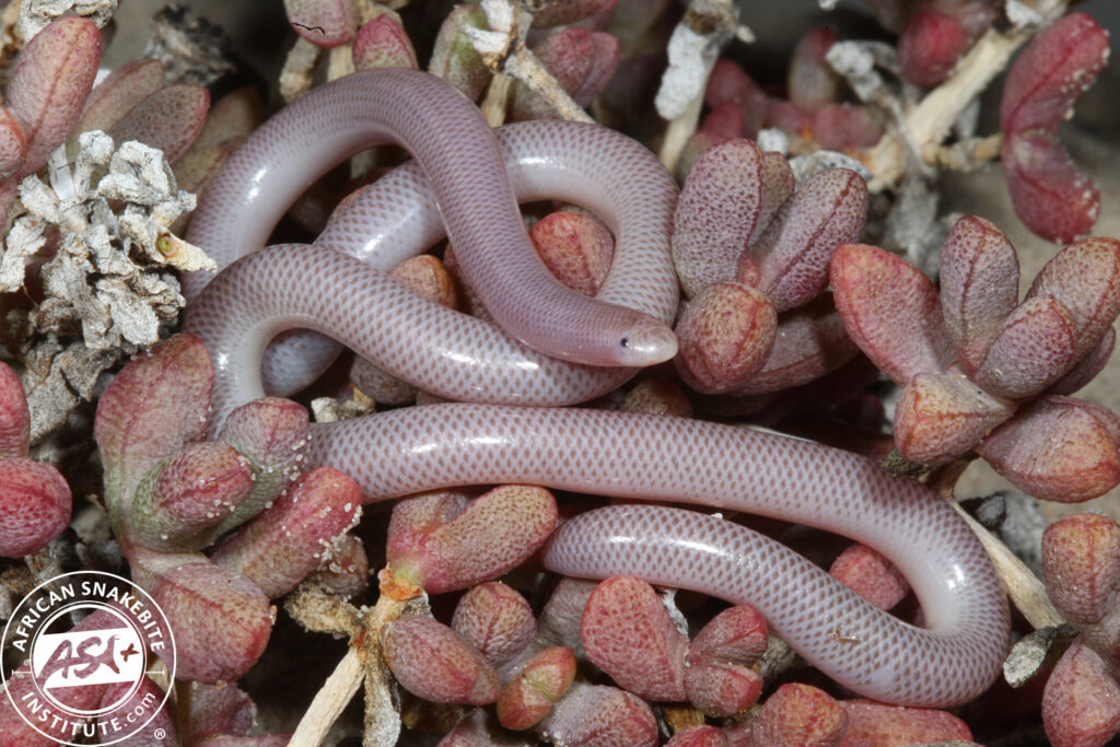 Schinz's Beaked Blind Snake - African Snakebite Institute
