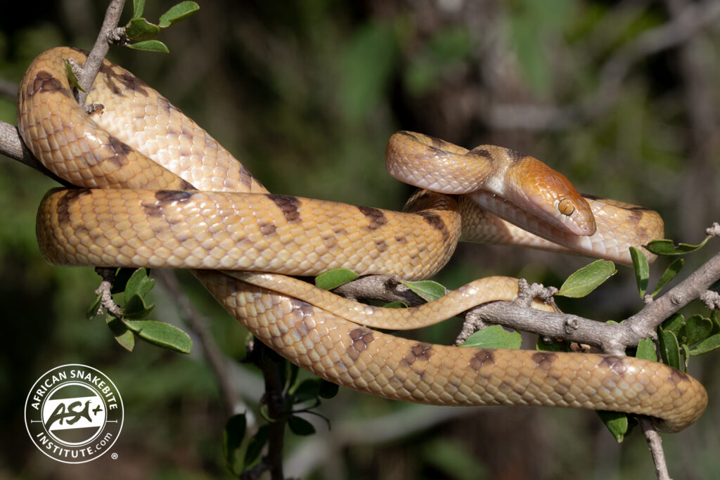 Western Tiger Snake - African Snakebite Institute