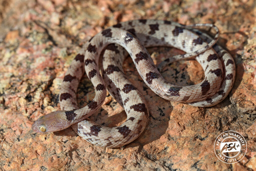 Western Tiger Snake - African Snakebite Institute
